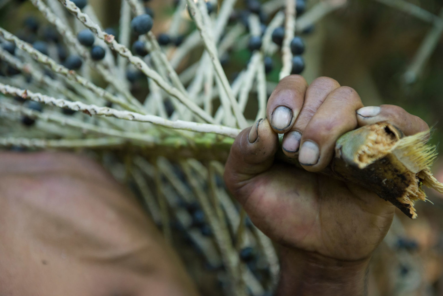 Frozen Açai Purée | Açai Berry Purée | Acai Life